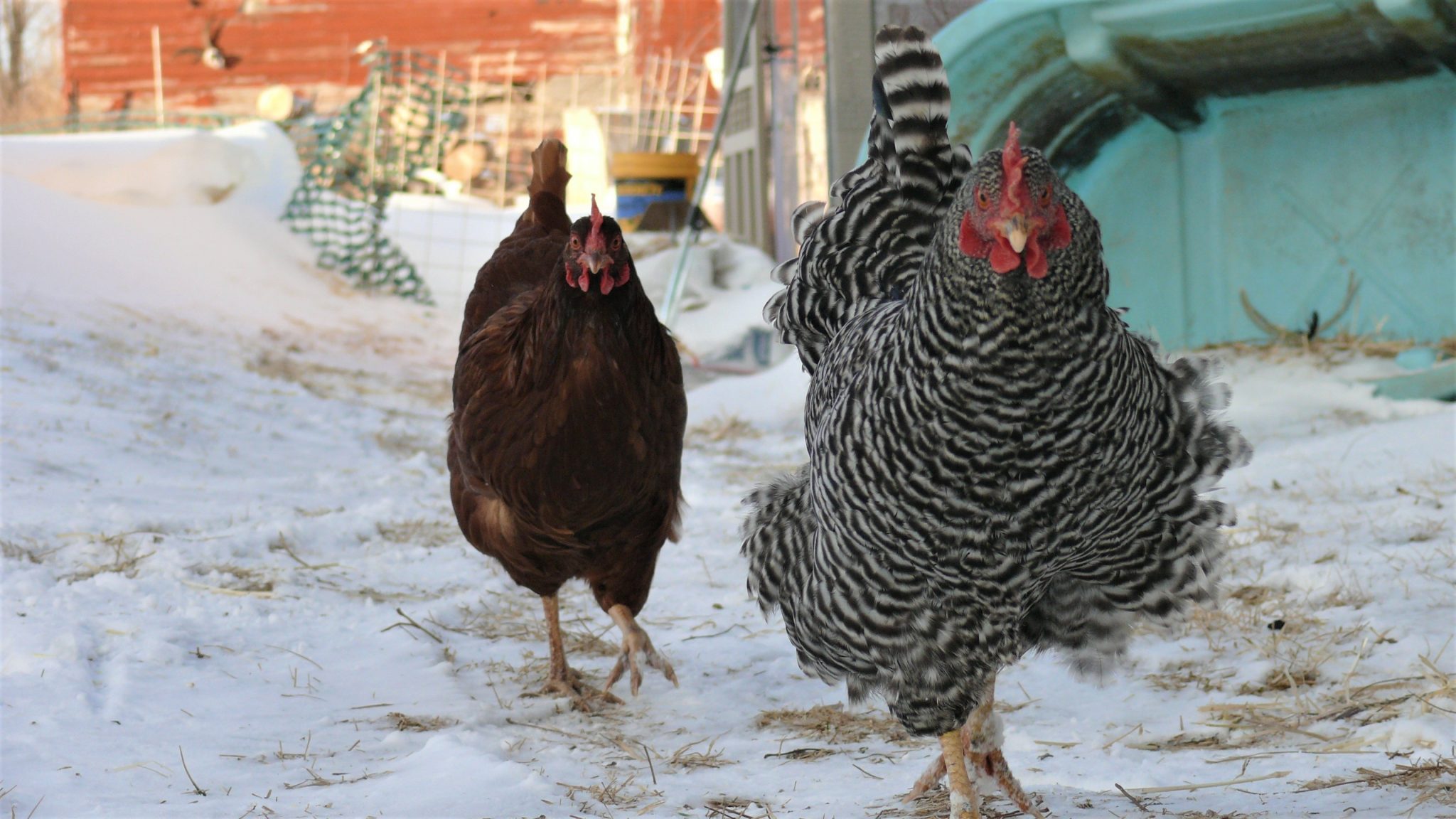 Let it Snow! - Backyard Poultry